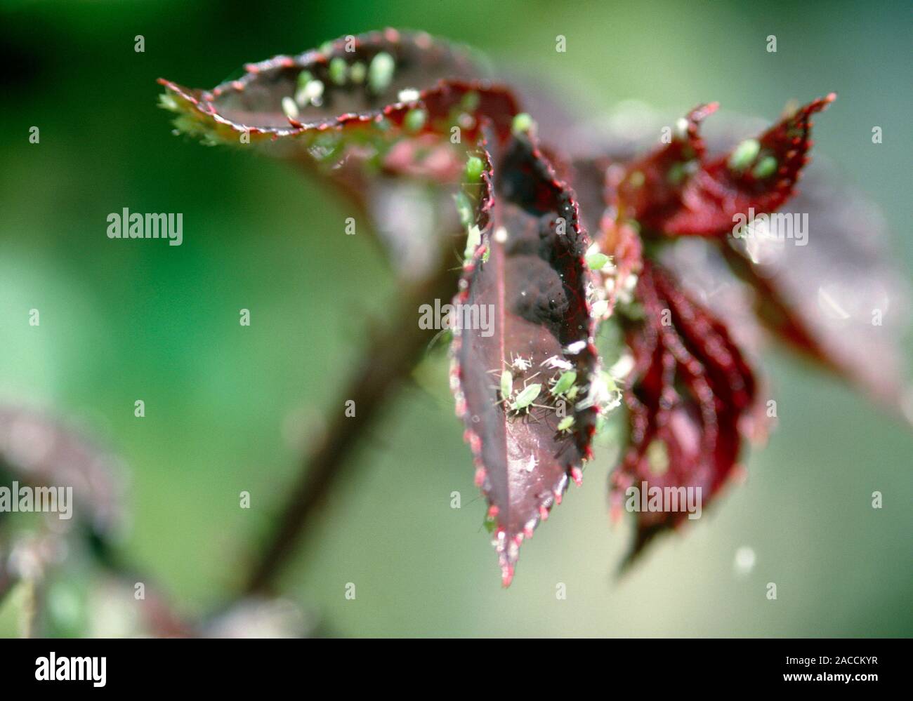 Rose aphids (Macrosiphum rosae) on rose leaves. These insects are a ...