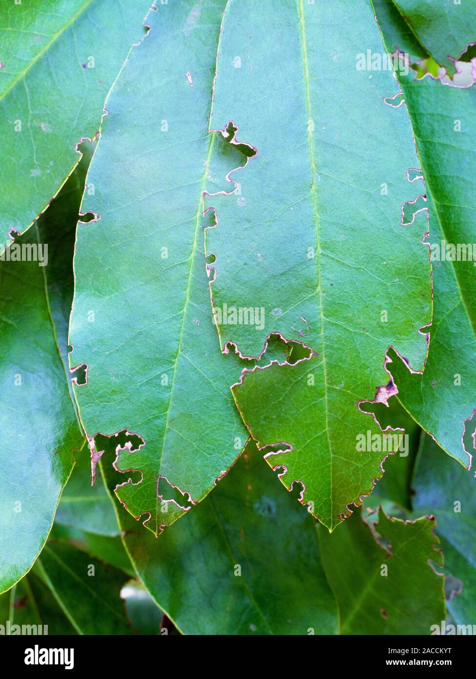 Vine weevil damage to leaves. Vine weevil (Otiorhynchus sulcatus ...