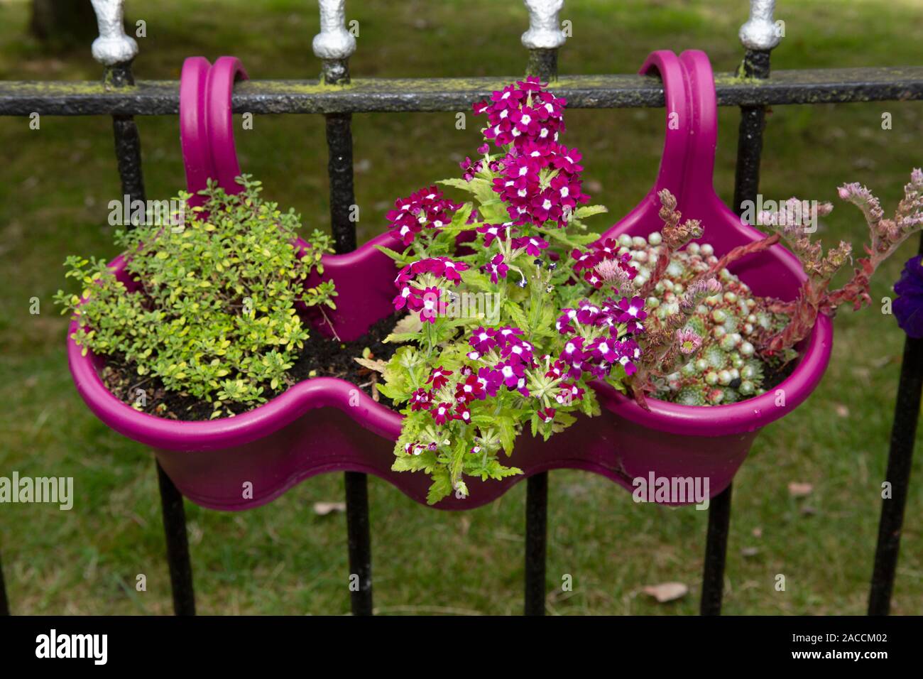 Farnham in Bloom. Surrey town of Farnham holds it's annual flower and ...