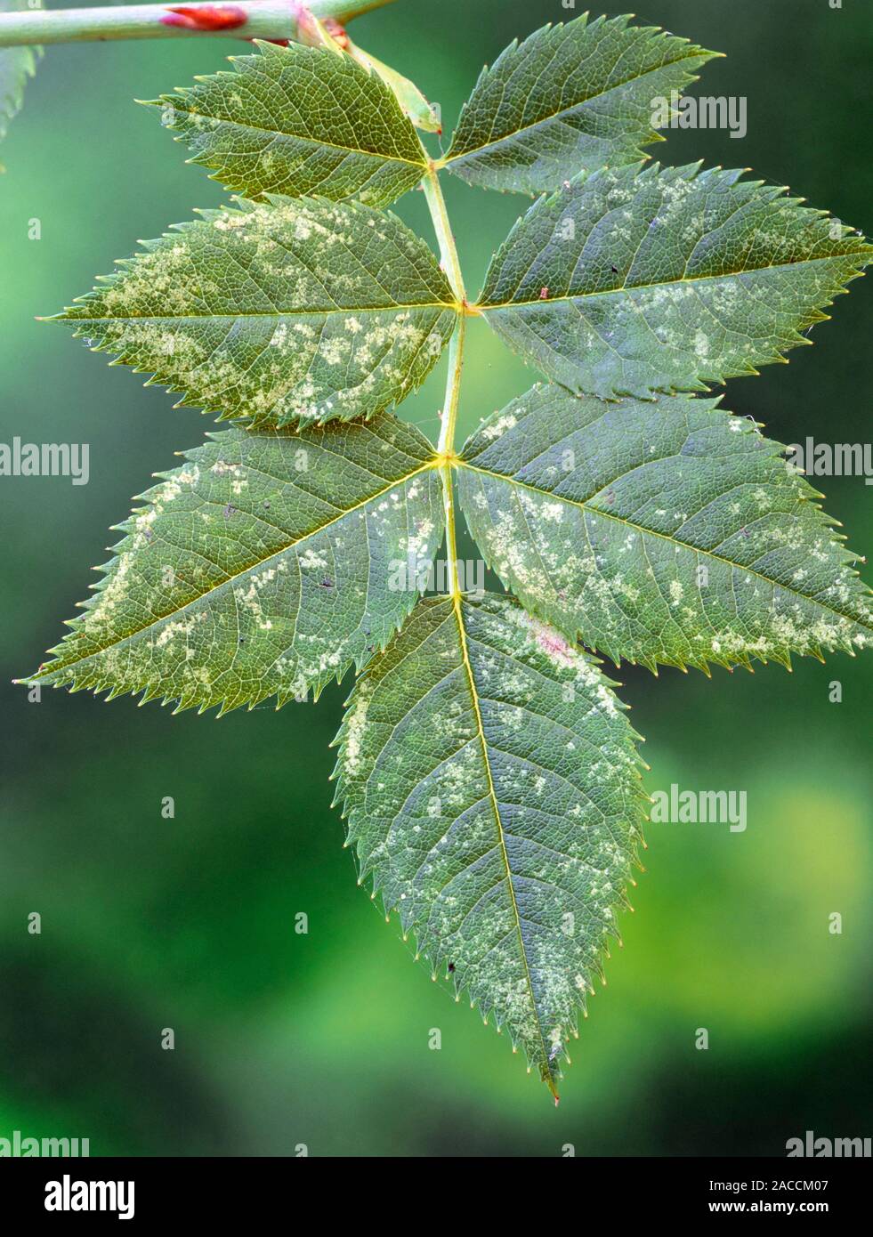 Rose Leafhopper (Edwardsiana rosae) damage to the leaves of a rose ...