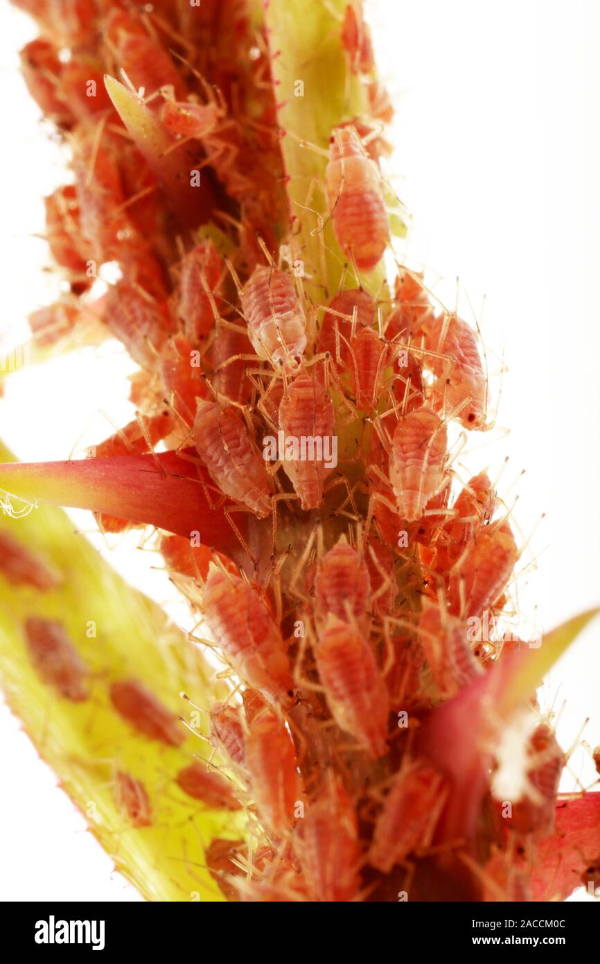 Rose aphids (Macrosiphum rosae) infesting a rose stem (Rosa sp.). An ...