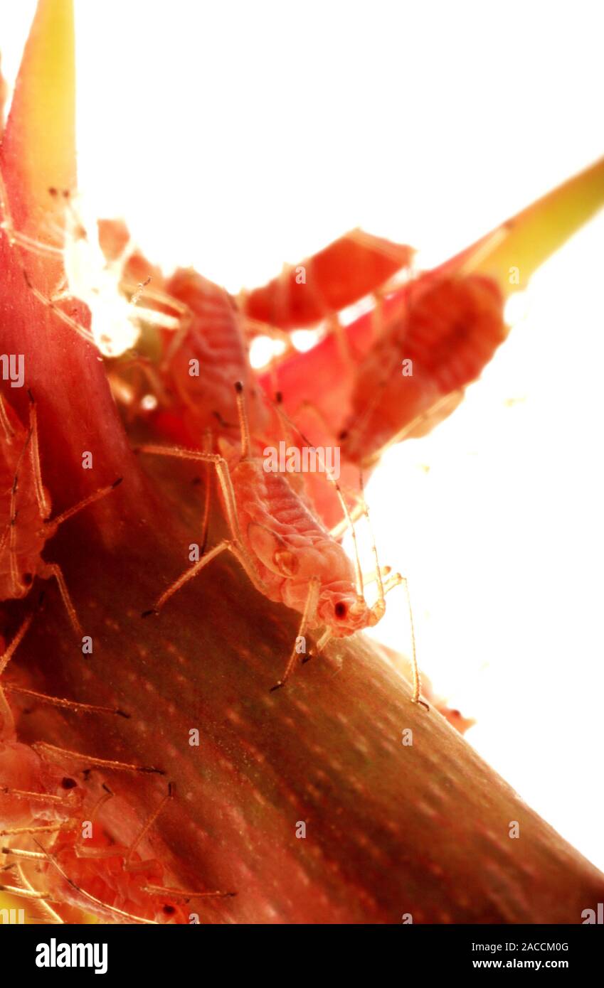 Rose aphids (Macrosiphum rosae) infesting a rose stem (Rosa sp.). An ...