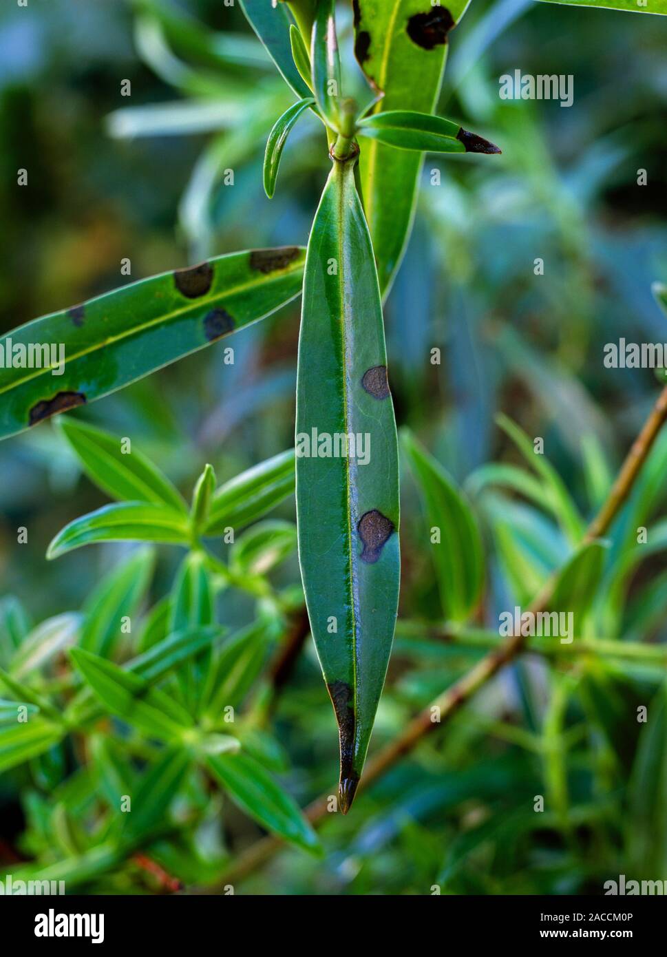 Hebe leaf spot. This infection is caused by the fungus Septoria exotica ...