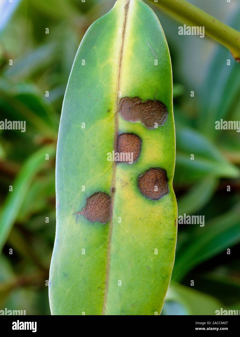Hebe leaf spot. This infection is caused by the fungus Septoria exotica ...