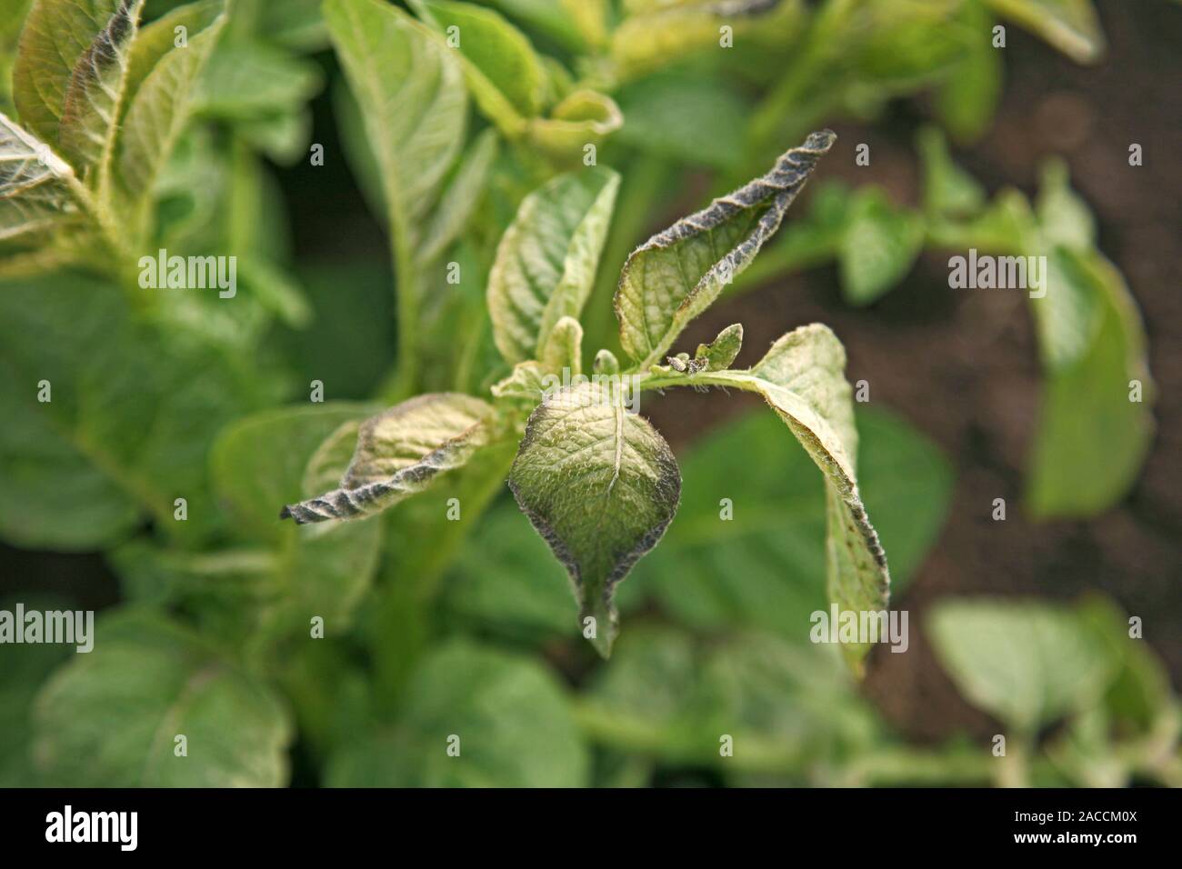 Frost damaged potato leaves (Solanum tuberosum Stock Photo - Alamy