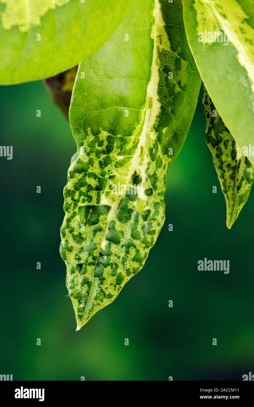 Distorted and chlorotic young Rhododendron leaf from probable insect ...