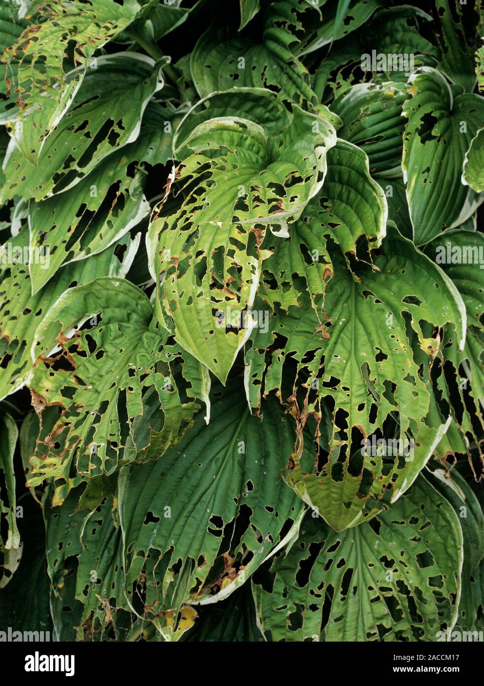 Plantain lily leaves (Hosta sp.) which have been damaged by slugs and ...