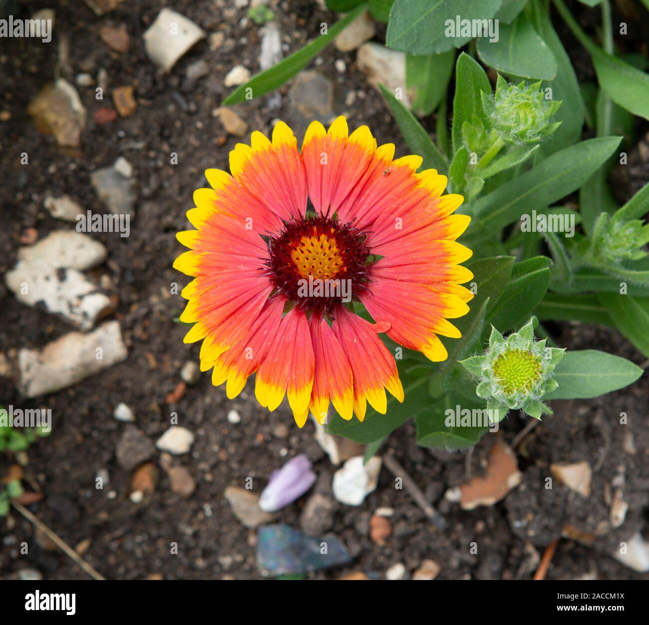Farnham in Bloom. Surrey town of Farnham holds it's annual flower and ...