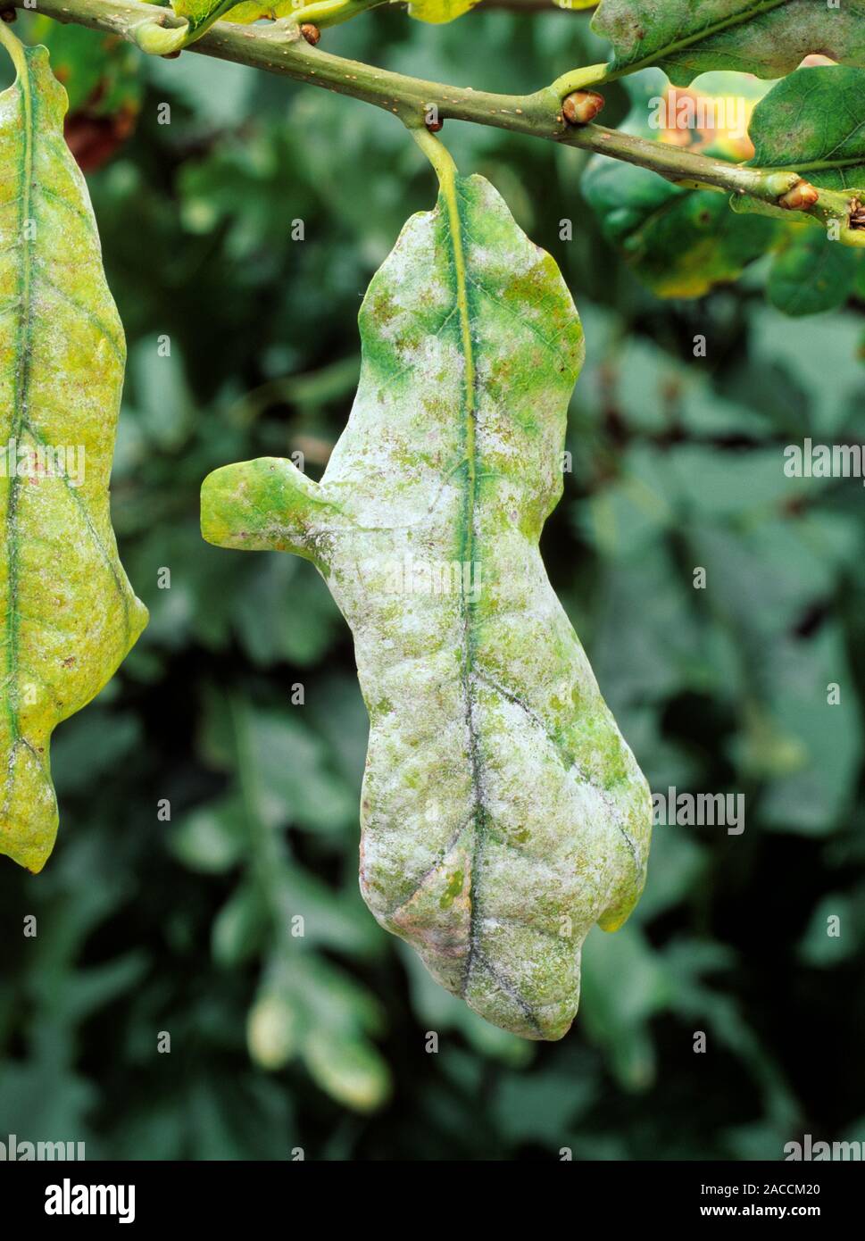 Powdery mildew on Oak leaves (Quercus sp.). Oak Powdery mildew is ...