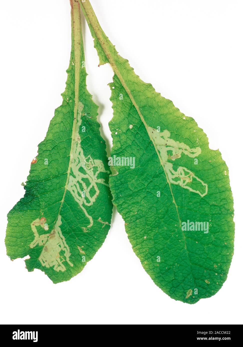 Leaf miner on Primula sp. Serpentine leaf mines on Primrose (Primula sp ...