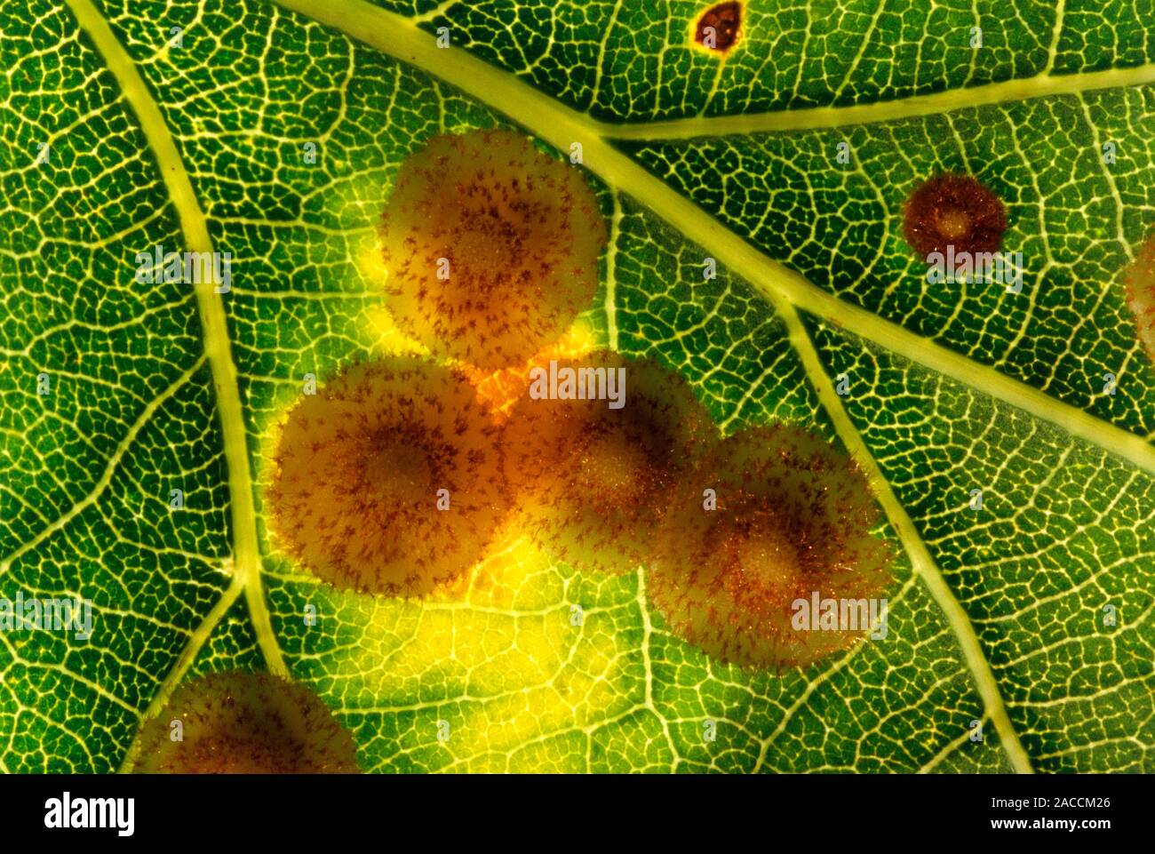 Common spangle galls on the underside of an oak leaf (Quercus sp ...
