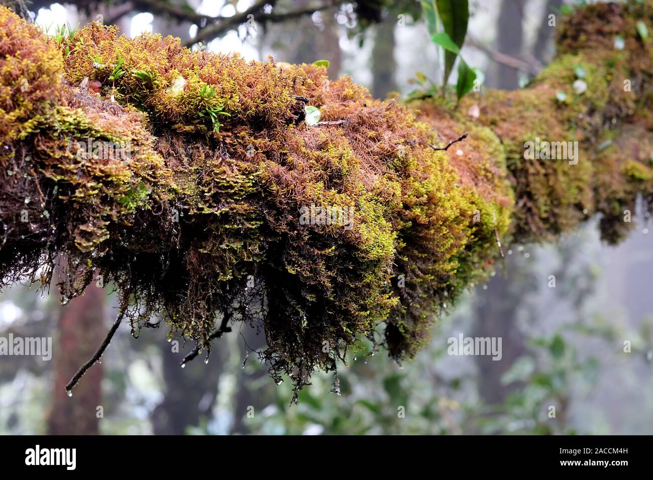 Moss on a tree branch hi-res stock photography and images - Alamy