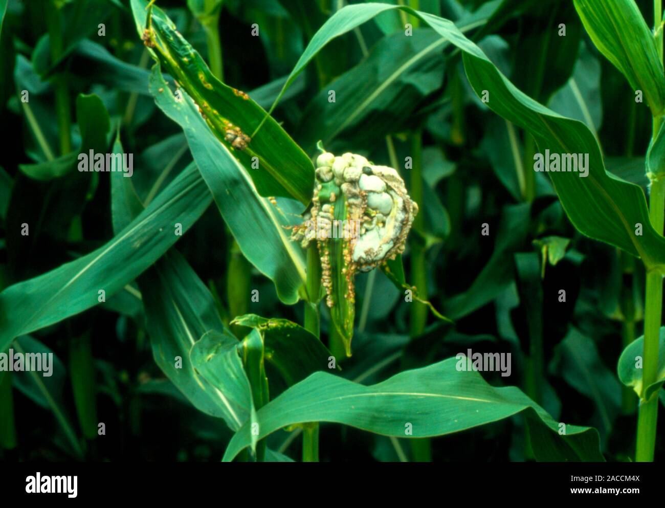 Corn smut. Maize showing damage caused by the corn smut fungus ...