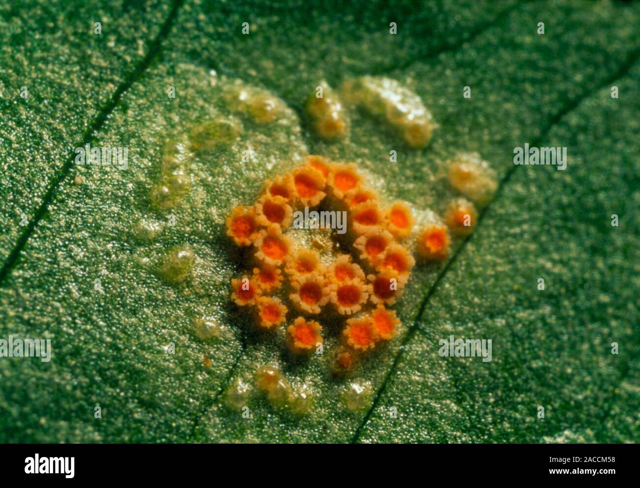 Rust fungus. Macrophotograph of a yellow rust fungus (Puccinia sessilis ...
