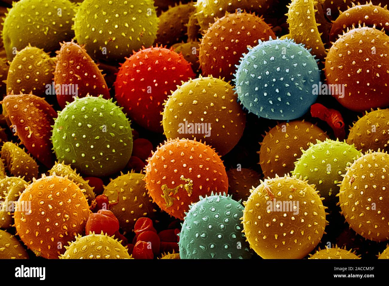 Rust fungus spores. Coloured scanning electron micrograph (SEM) of ...