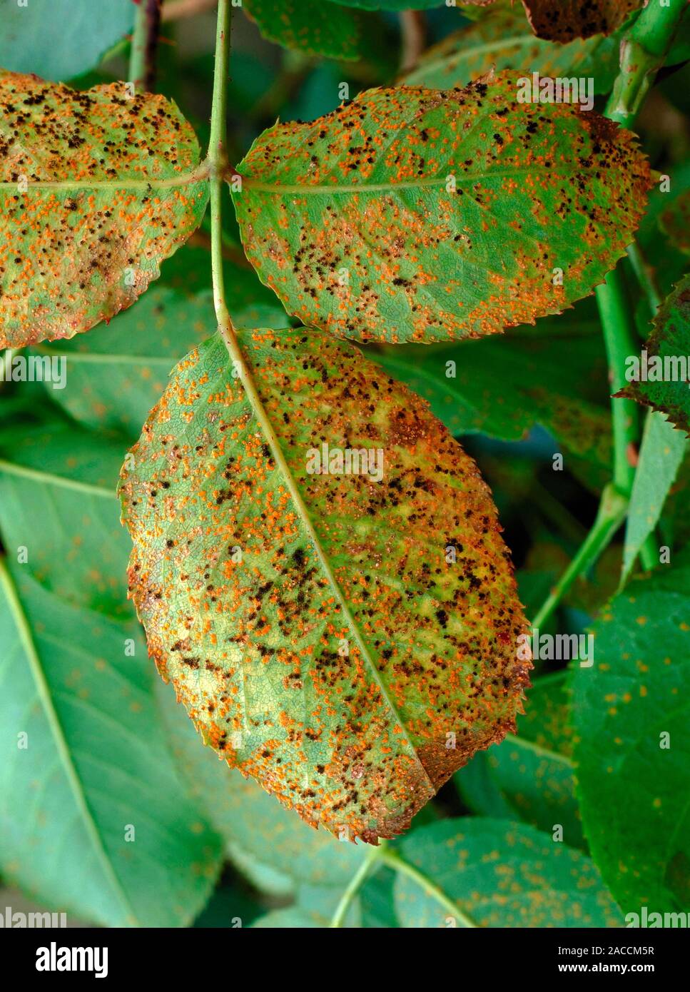 Rose Rust. Black spot disease on rose leaves caused by the rust fungus ...