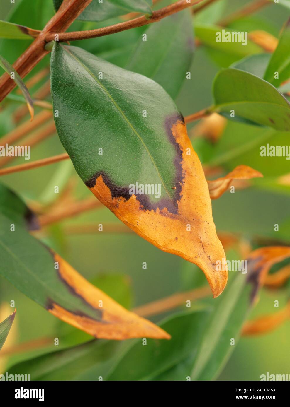 Damaged privet leaf (Ligustrum sp.). The 'scorched' appearance of the ...