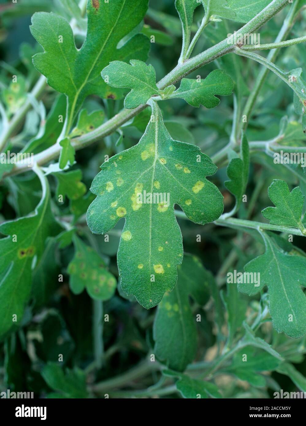 Crysanthemum white rust (Puccinia horiana) on chrysanthemum leaf ...