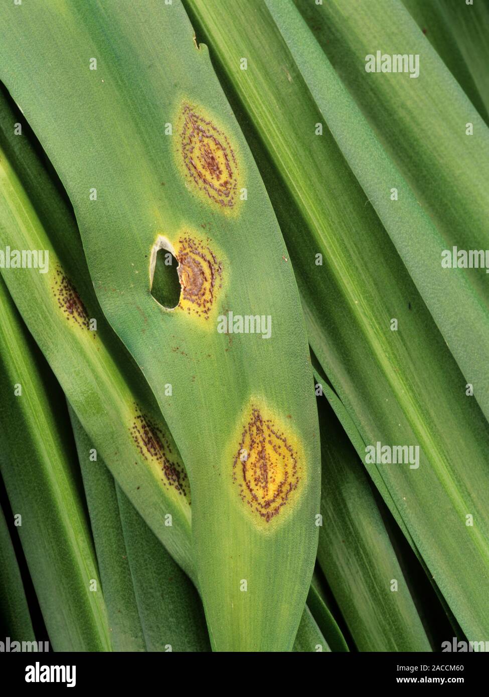 Bluebell rust fungus (Uromyces muscari) on bluebell leaves ...