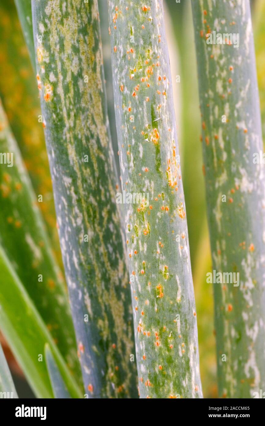 Leek rust (Puccinia allii) on welsh onion leaves (Allium fistulosum ...