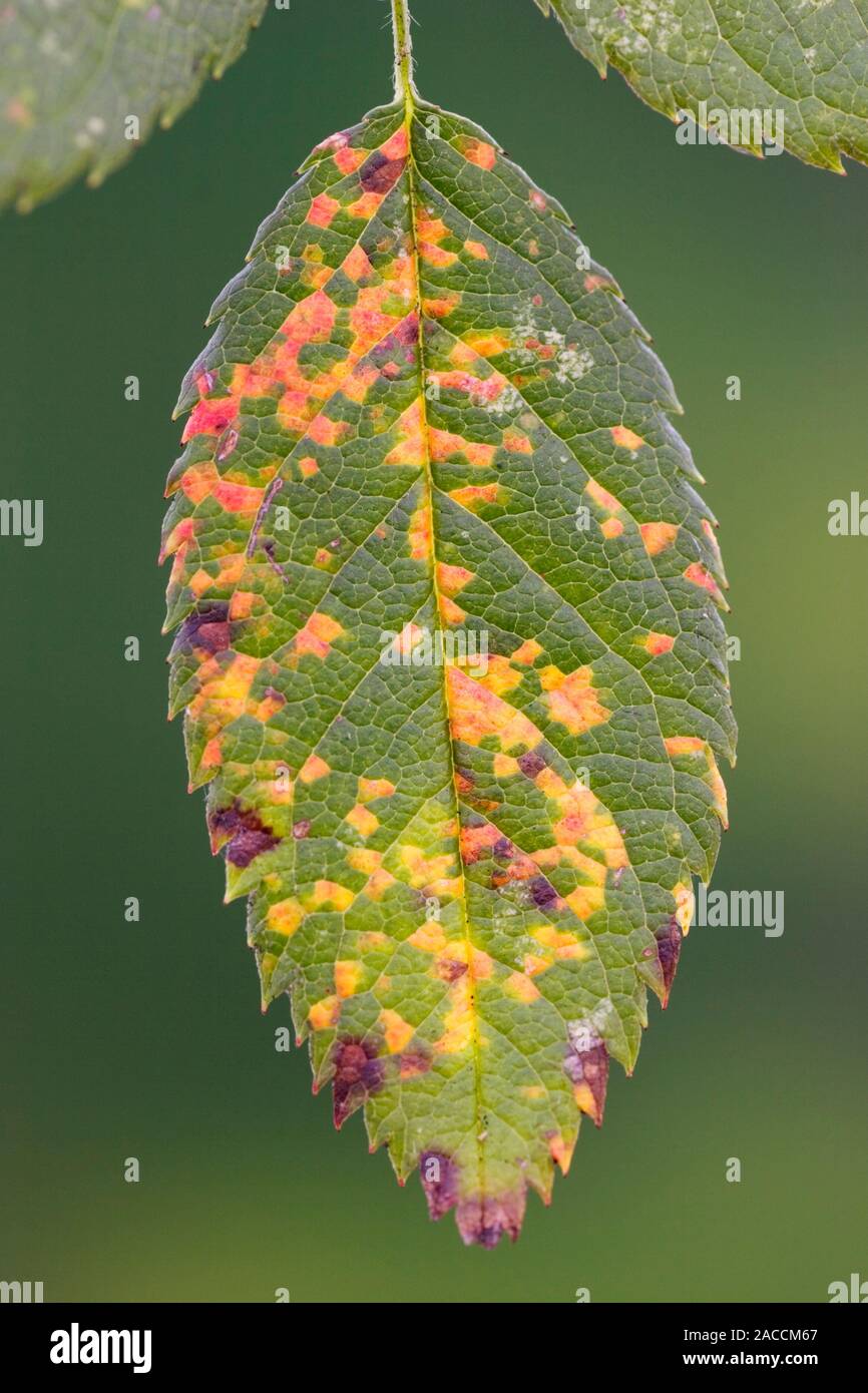 Rose Rust fungus on the underside of a leaf. This disease is caused by ...