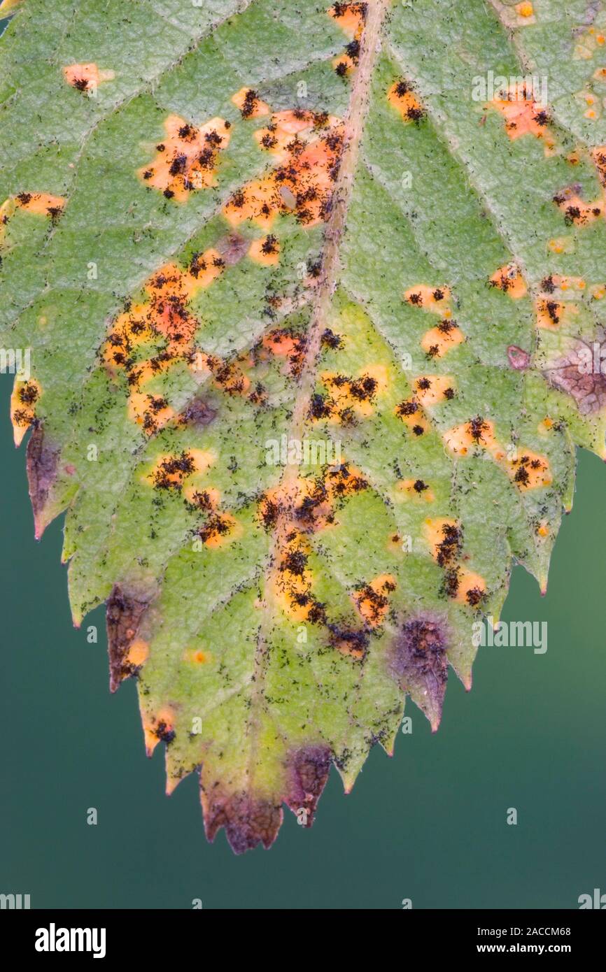 Rose Rust fungus on the underside of a rose leaf. This disease is ...