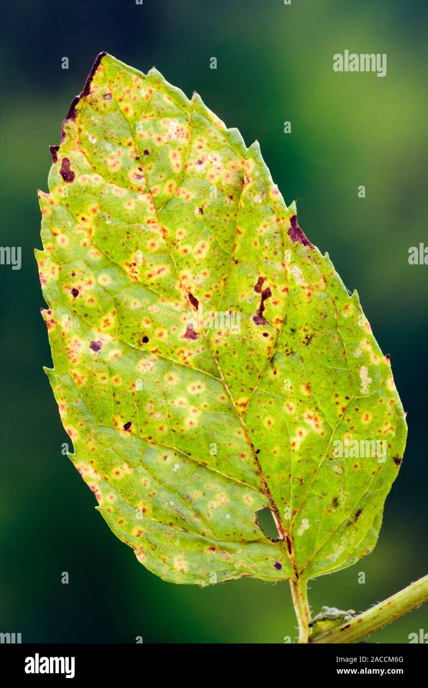 Mint rust (Puccinia menthae). Upper leaf surface of garden mint with ...