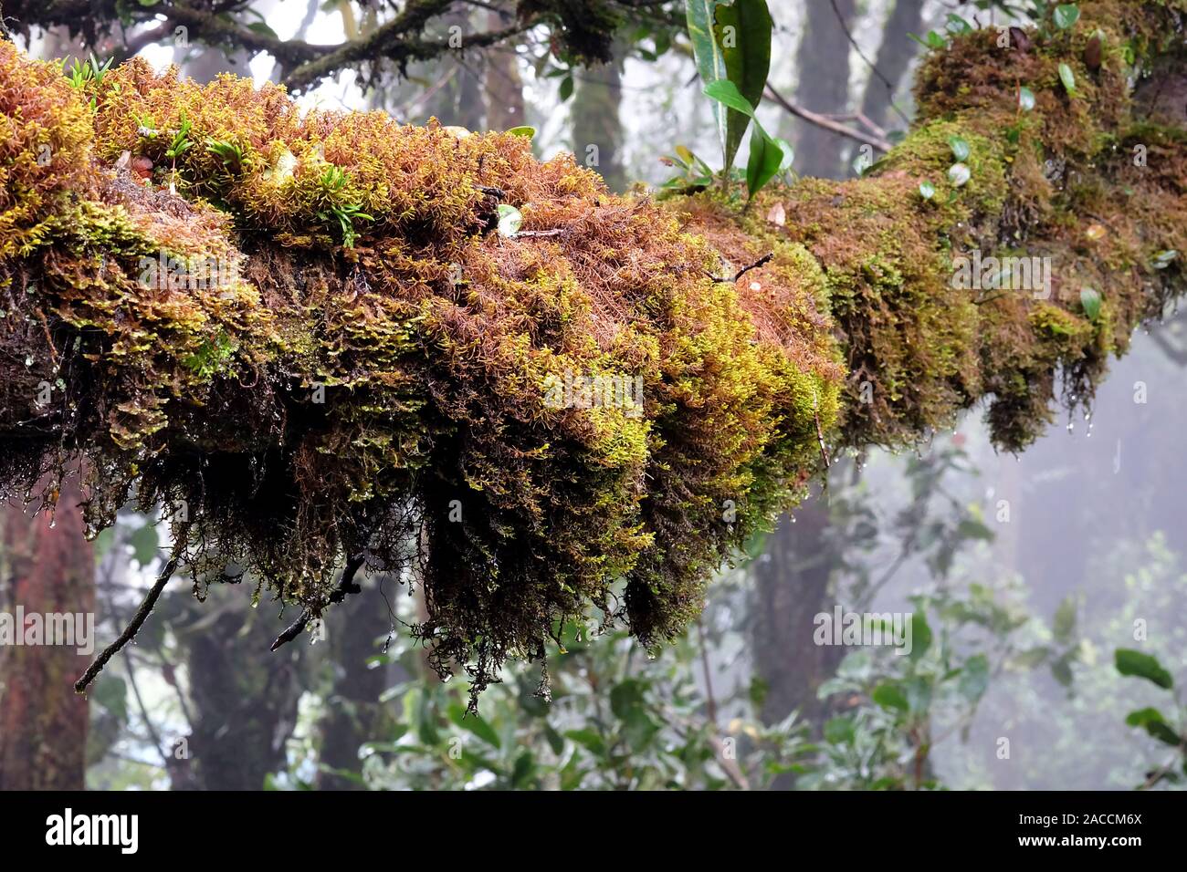 Moss on a tree branch hi-res stock photography and images - Alamy