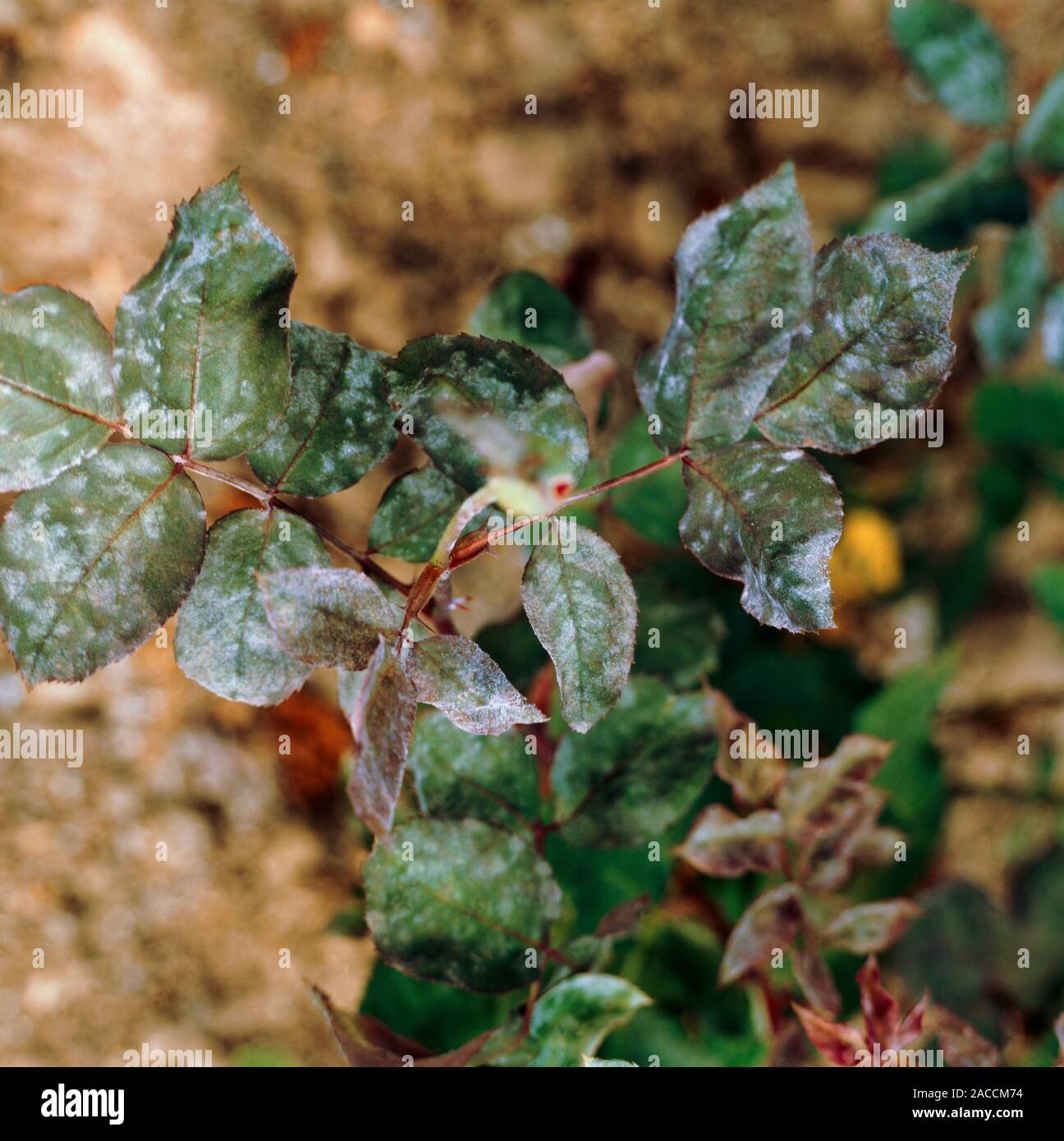 Powdery mildew on a rose (Rosa sp.). Powdery mildew is a fungal disease ...