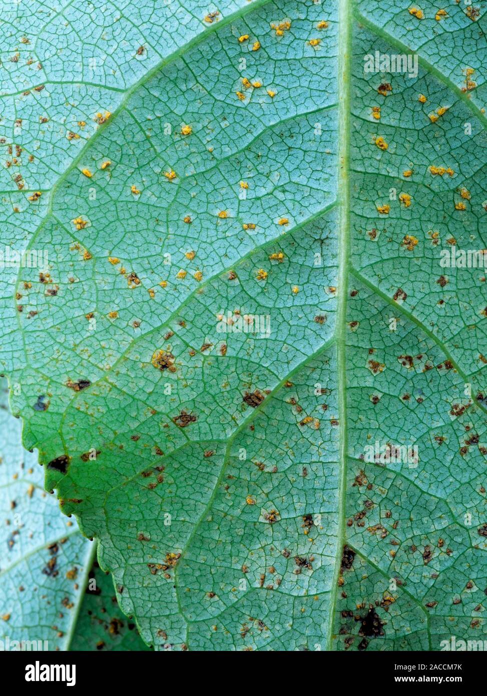 Poplar rust (Melampsora sp.). Closeup of underside of leaf with rust ...