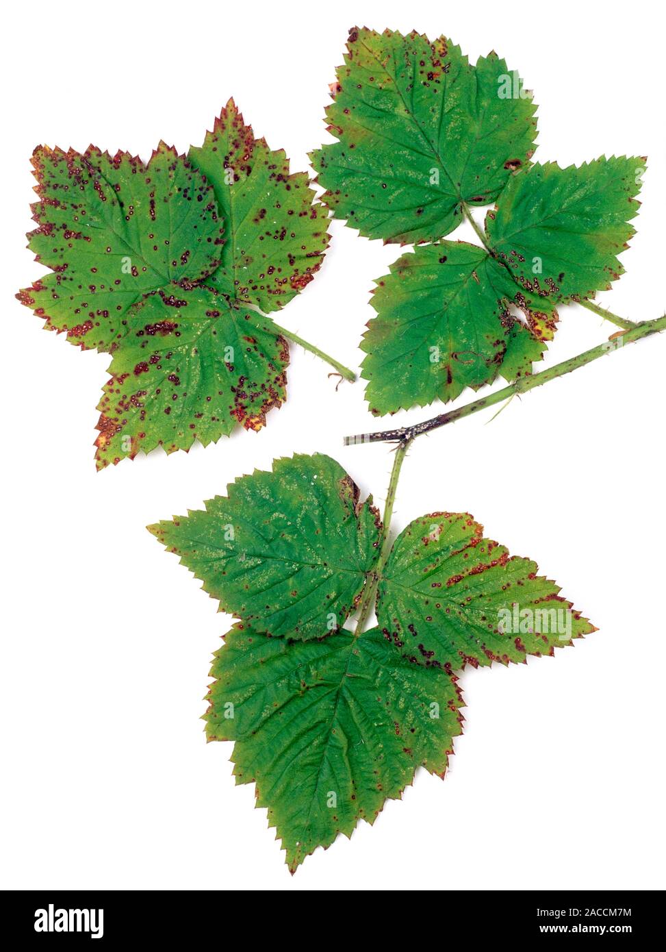 Raspberry cane and leaf spot (Elsinoe veneta). Symptoms of fungal ...