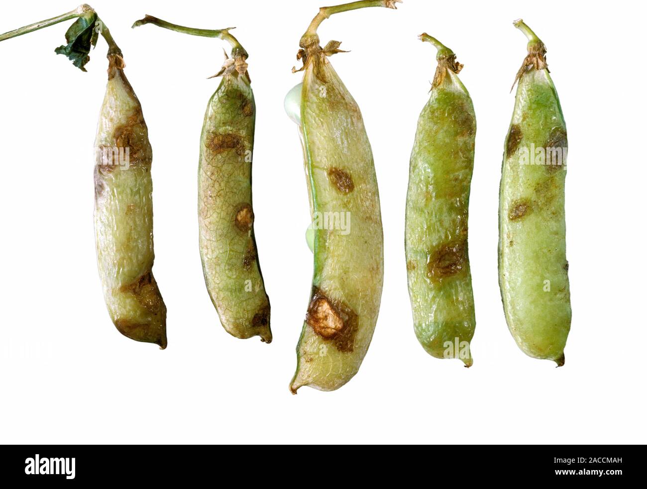 Bacterial pea blight. Pea pods (Pisum sativum) affected by bacterial ...