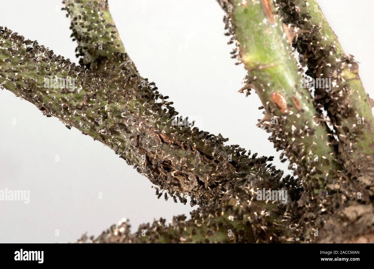 Parasitic slime mould. Fruiting bodies of a slime mould (Physarum sp ...
