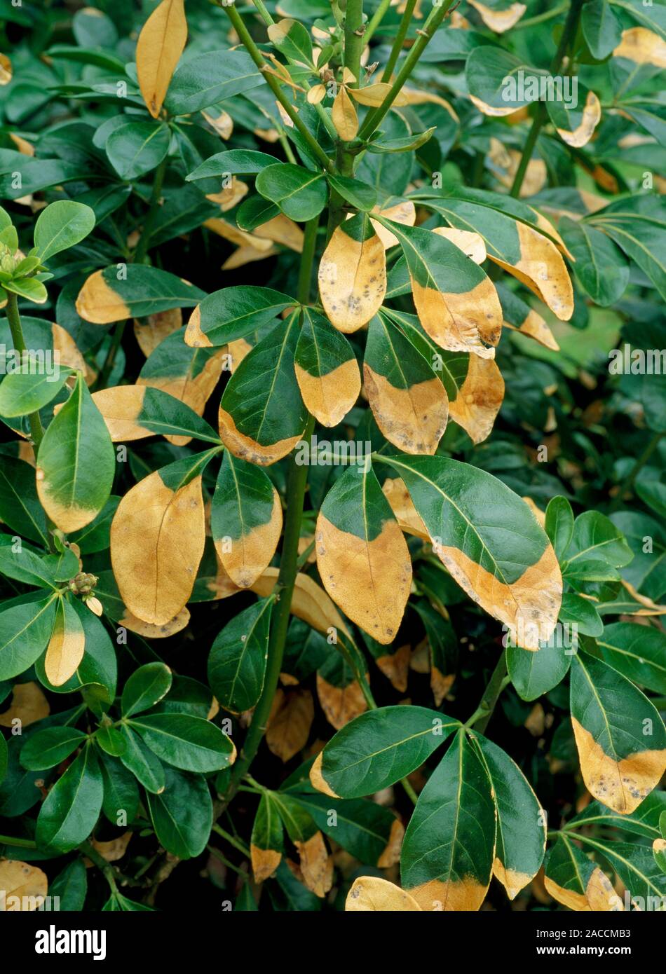 Salt damage to leaves. Salt (chloride) affecting leaves of the Mexican ...