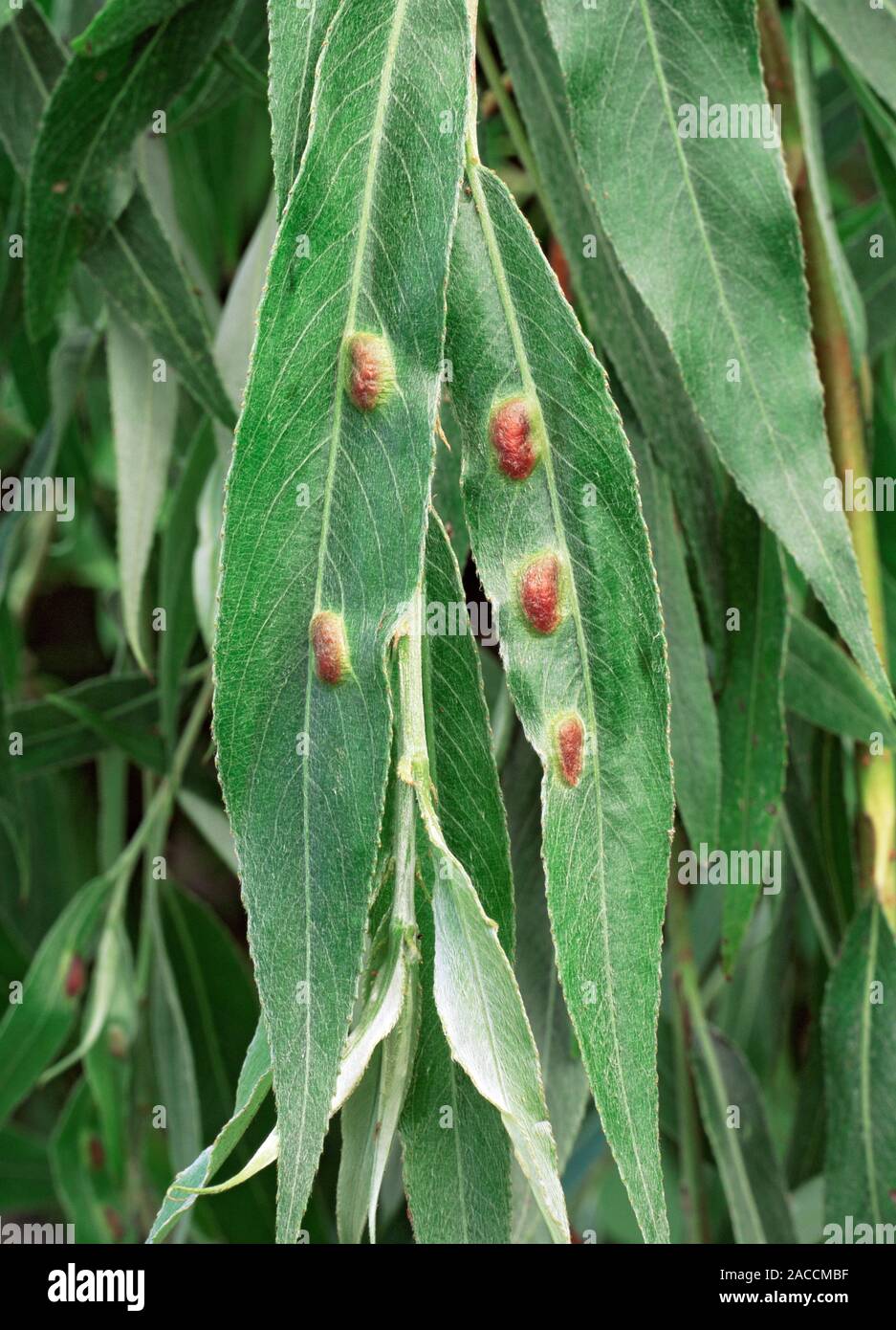 Willow bean galls caused by sawfly (Potania sp.) on the upper leaf ...