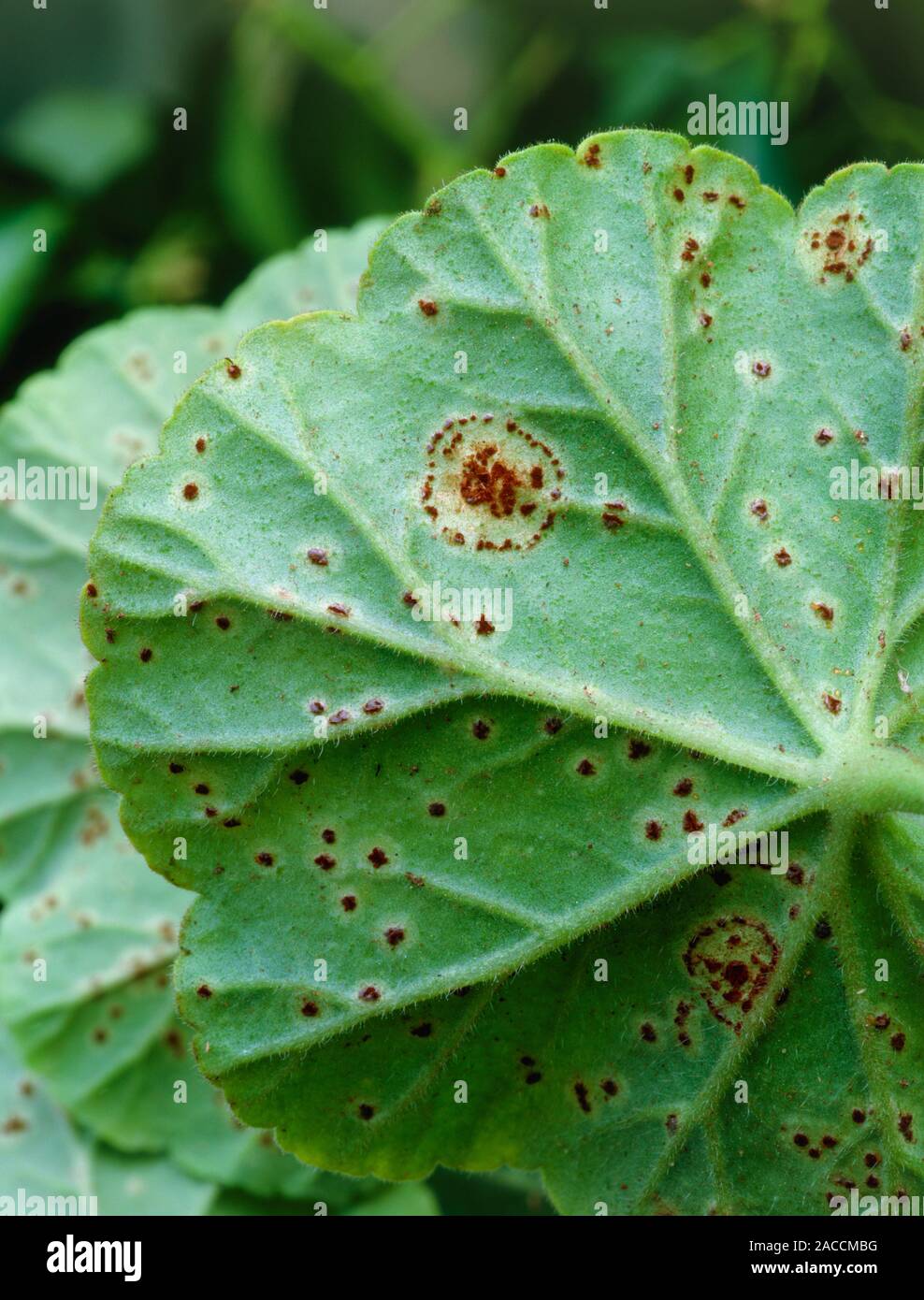 Pelargonium rust (Puccinia pelargonii-zonalis). Closeup of pustules on ...
