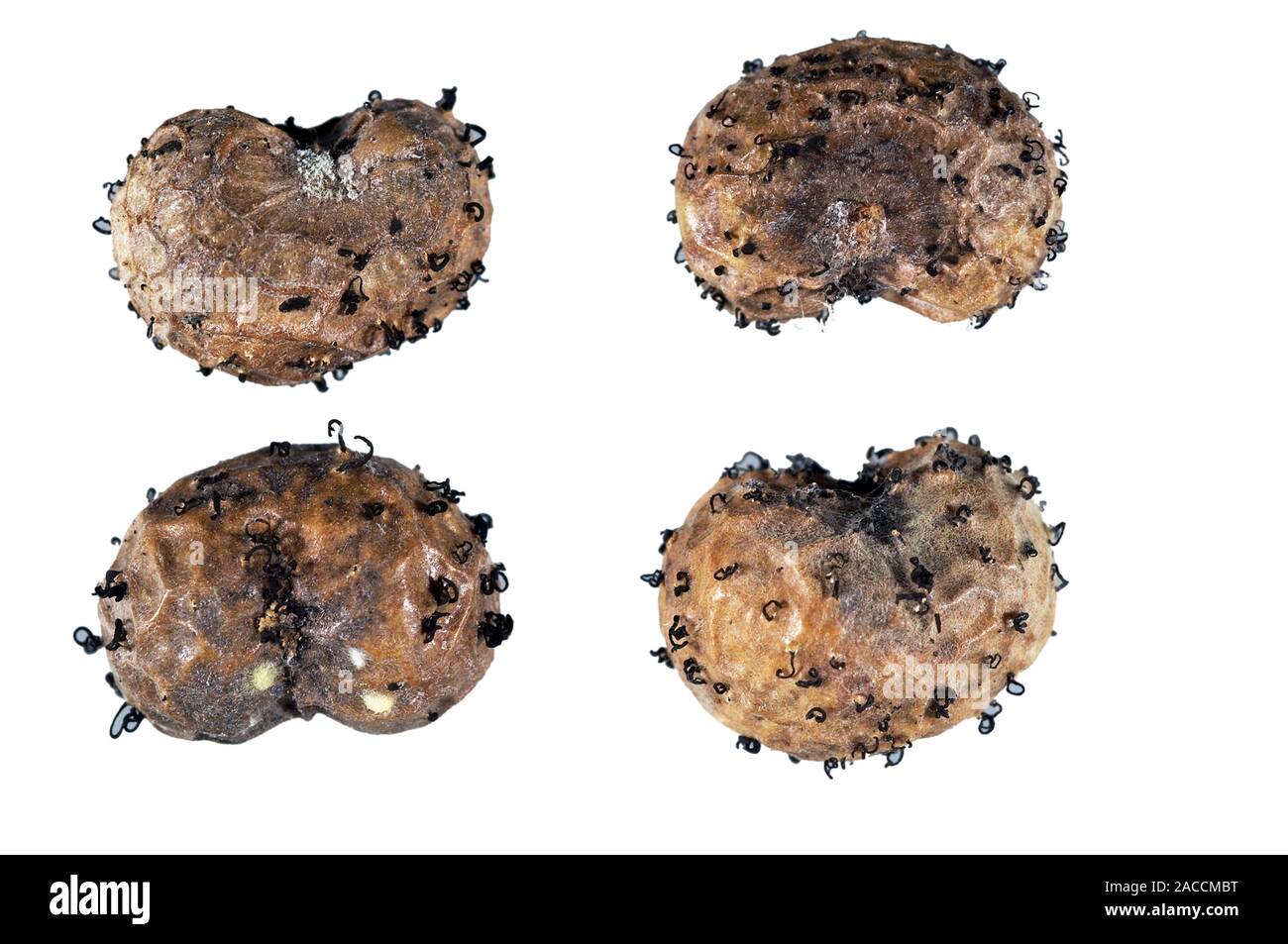 Palm seeds infected with the parasitic fungus Pestalotia sp. (black ...