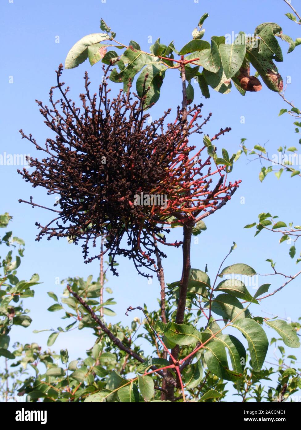 Witches' broom gall on a turpentine tree (Pistacia terebinthus). These ...