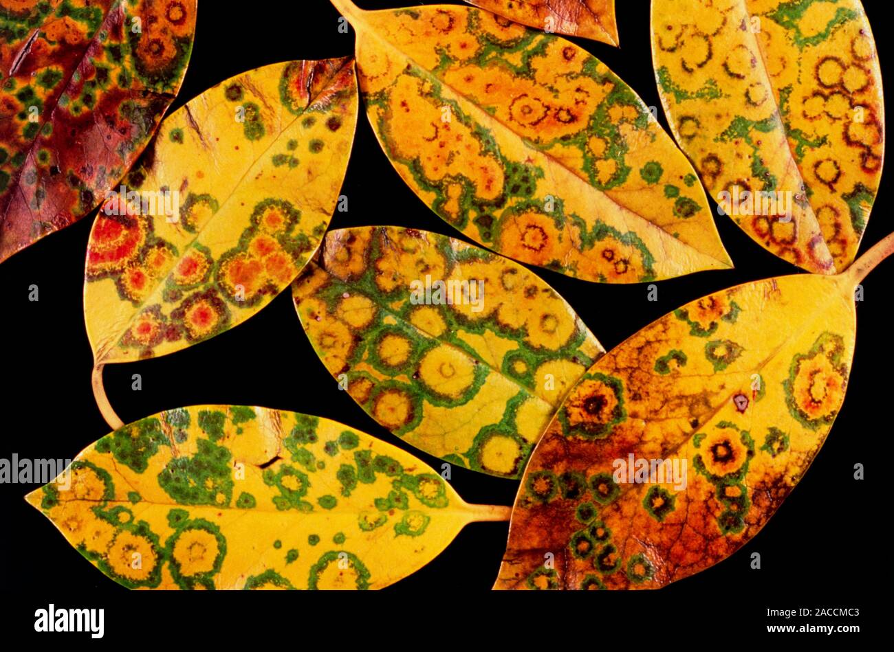Viral damage to leaves. Mottling of leaves caused by an unidentified ...