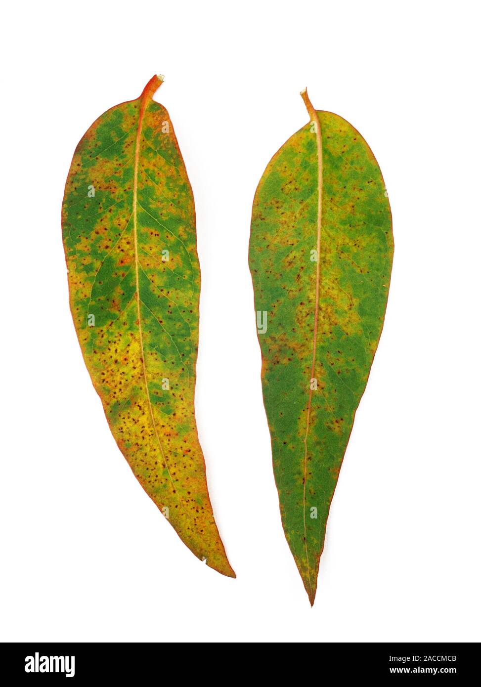 Water logging on Eucalyptus sp. Purple Leaf spots on leaves as a result ...