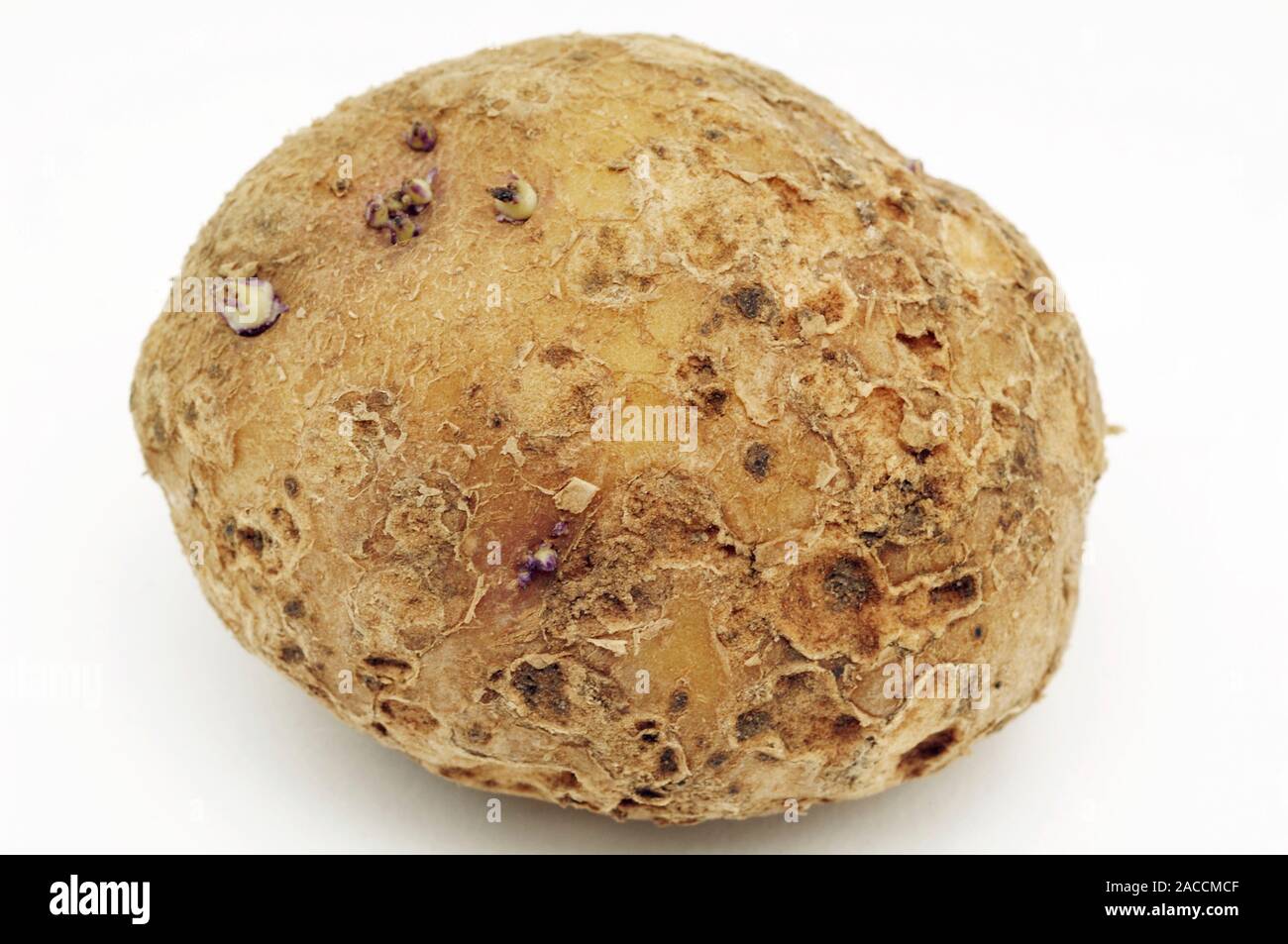 Potato scab lesions on a potato (Solanum tuberosum). Potato scab is a ...