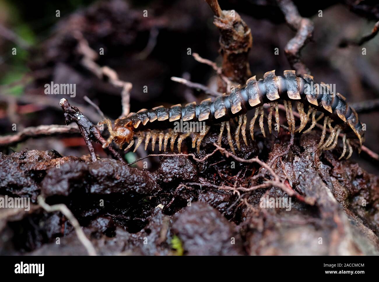 Close Up Of A Black Centipede Stock Photo - Alamy