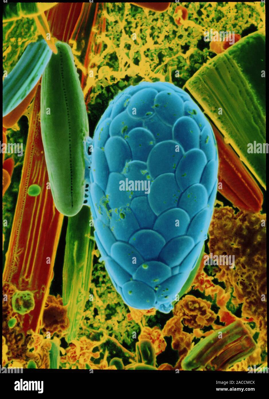 Phytoplankton. Coloured scanning electron micrograph of an assortment ...