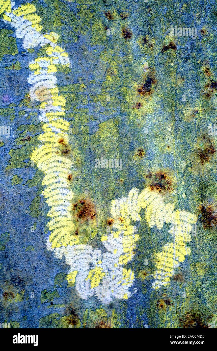 Algae. Partly eaten algae on a rock. The tracks of a mollusc's radula ...