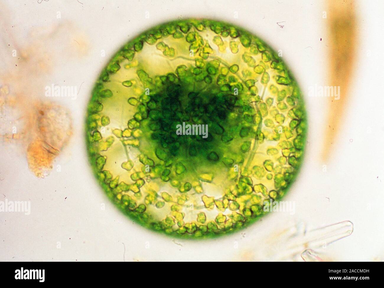 Light micrograph of the green algae Eremosphaera viridis, a unicellular ...