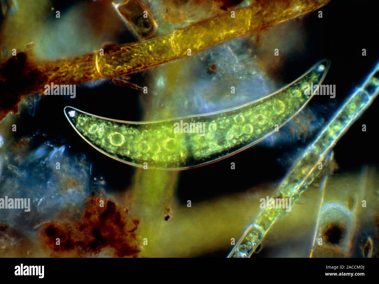 Light micrograph of Closterium, a desmid alga. Mag: X 50 Stock Photo ...
