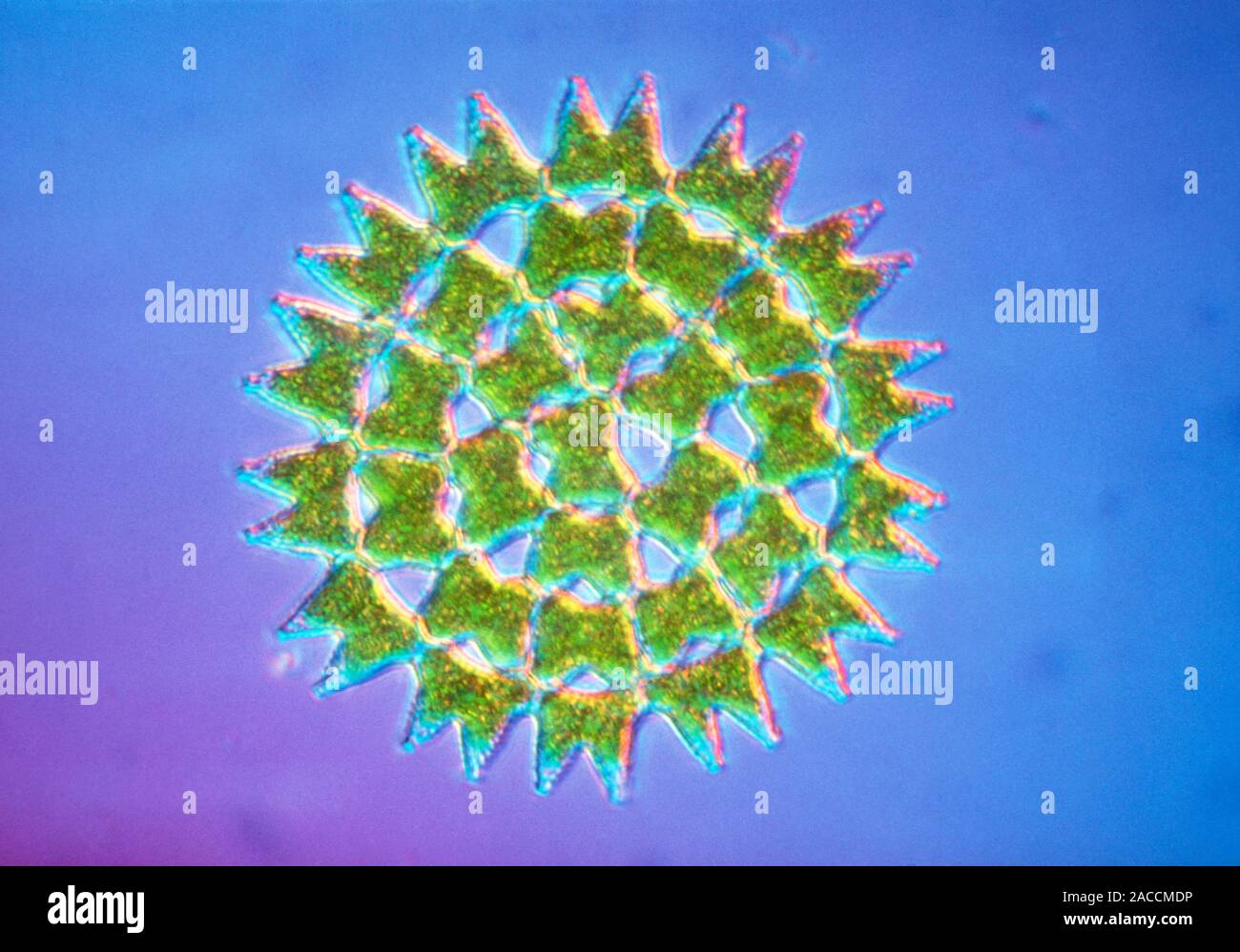 Pediastrum algae. Light micrograph of a colony of Pediastrum sp. green ...
