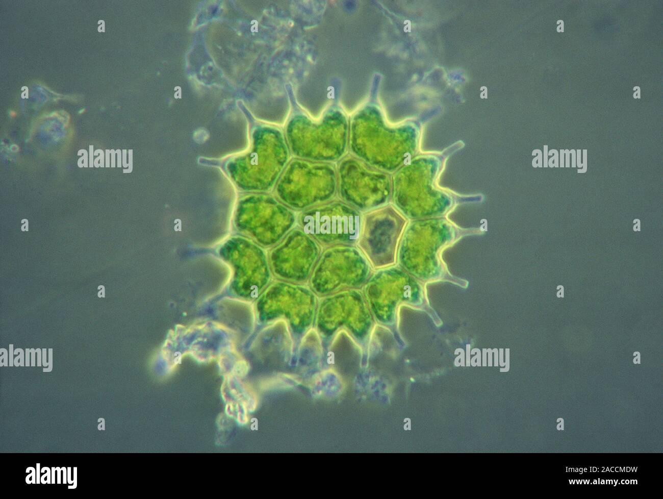 Light micrograph of a species of green algae, Pediastrum boryanum ...