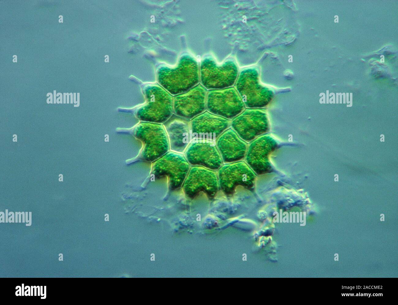 Light micrograph of a species of green algae, Pediastrum boryanum ...