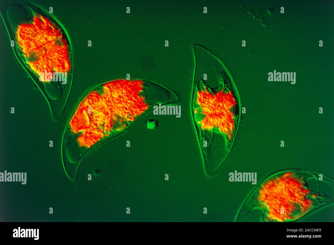 Light micrograph of plant organism Pyrocystis lunula . This plant is ...